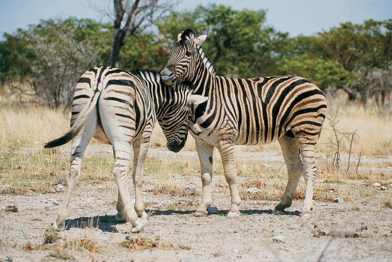 Zebras playing stock image. Image of play, africa, black - 7410285