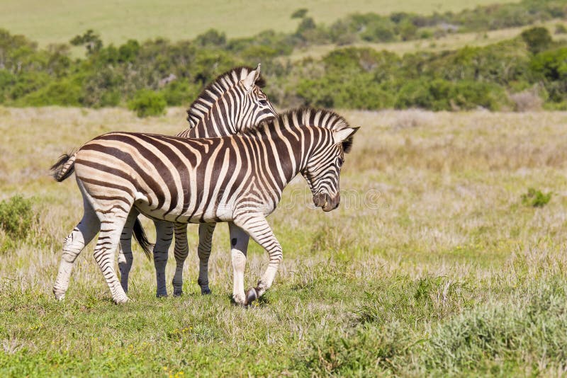 Zebras playing stock image. Image of pattern, affection - 46709663