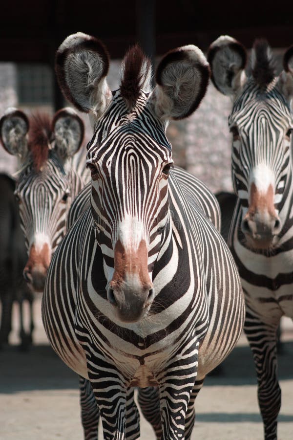 Zebras Posing stock image. Image of zebra, nature, wildlife - 14488917