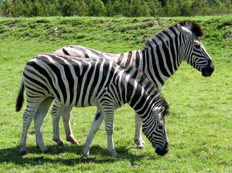 Zebra Hug stock photo. Image of zebras, animals, friends - 3202370