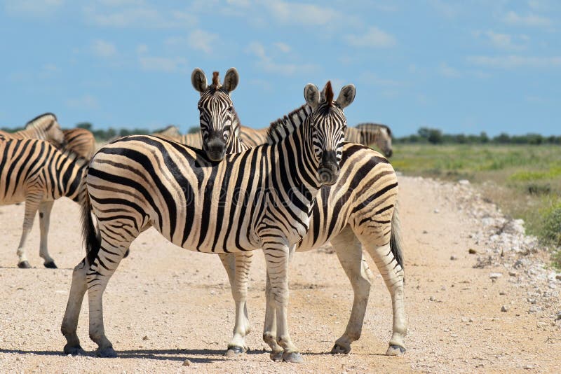 Wild zebra s face to face stock photo. Image of wildlife - 16838172