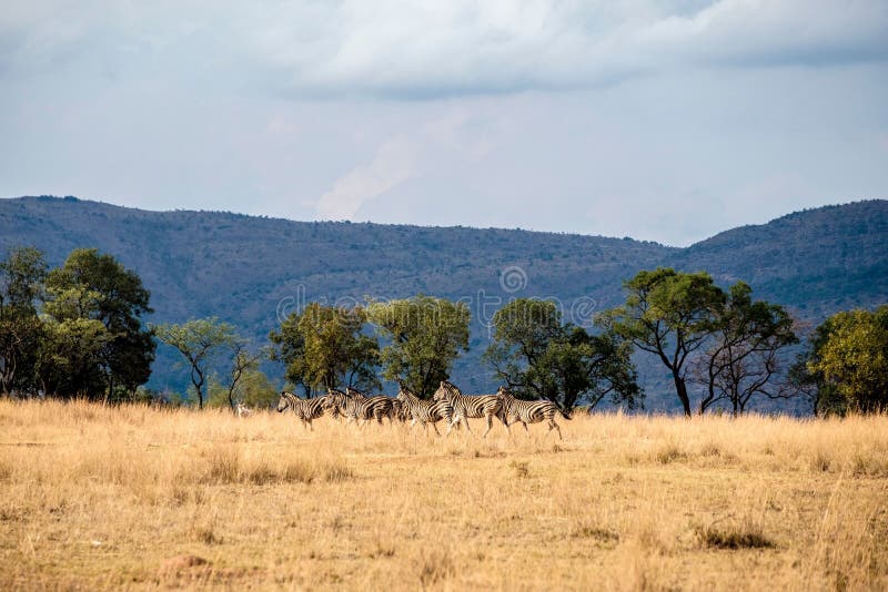 Zebras Running in a Savannah Stock Photo - Image of savannah, field ...