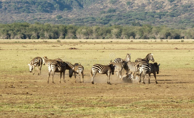 Zebras and sand bath stock image. Image of animal, wildlife - 23857675