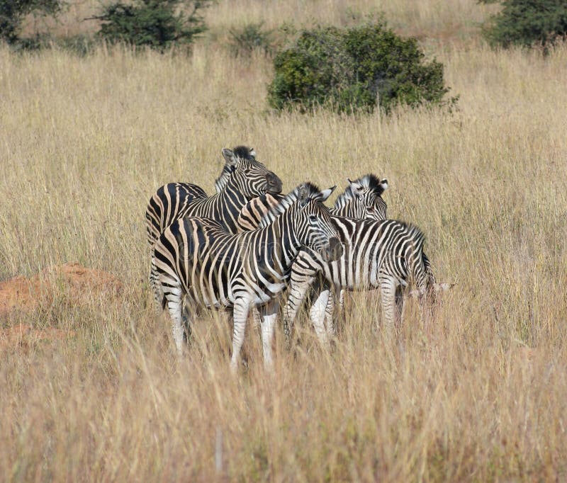 Zebras in the savanna stock photo. Image of botswana - 55982564