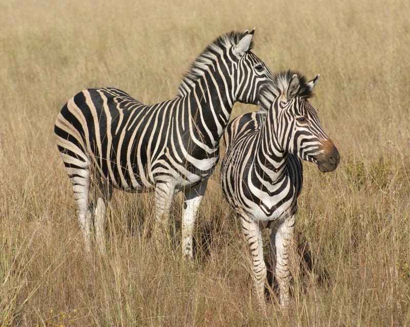 Zebras in the savanna stock image. Image of horse, africa - 55982735