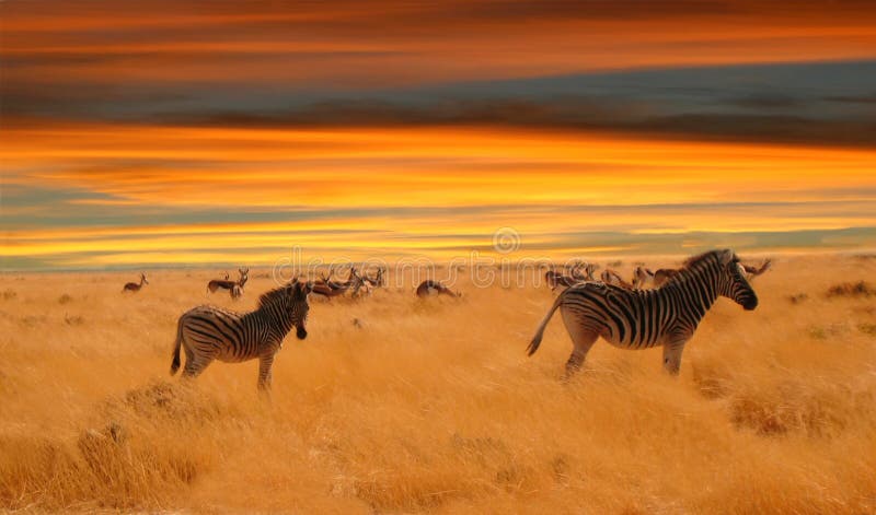 Zebras at sunset stock photo. Image of mammals, grass - 9871390