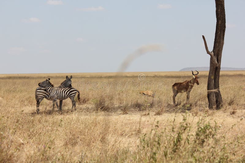 Zebras and a Topi Antelope in the Deserted Valley of Savanna Stock ...