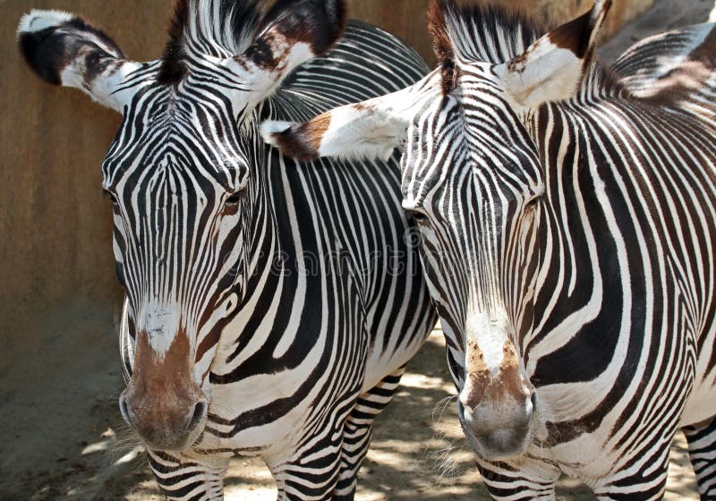 Zebras stock photo. Image of anger, battle, herbivore - 32367078