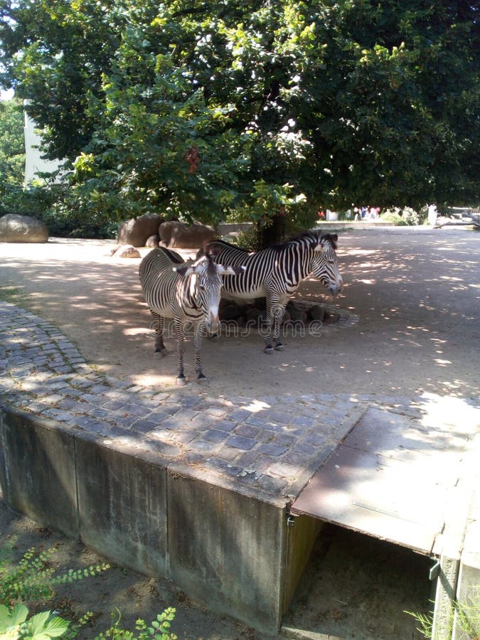 Zebras Under Tree Stock Photos - Free & Royalty-Free Stock Photos from ...