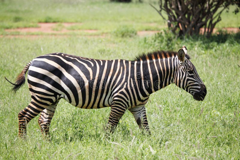 Zebras walking stock photo. Image of camouflage, east - 62968748