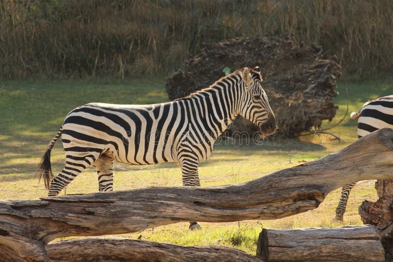Zebras stock image. Image of walking, grass, stripes - 70359315