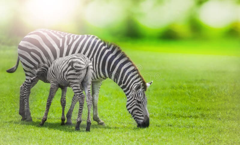 Zebras stock image. Image of nature, confidence, little - 31970479