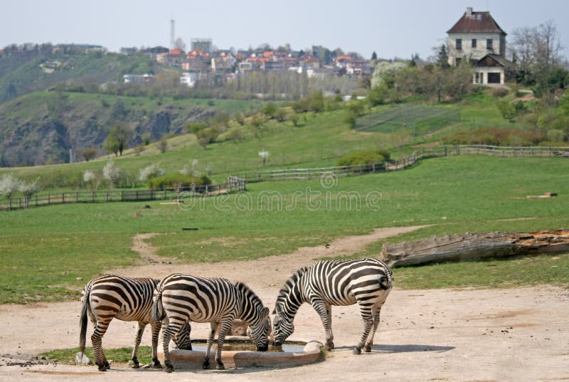 Zebras in a Zoo stock photo. Image of mammal, africa - 58482980