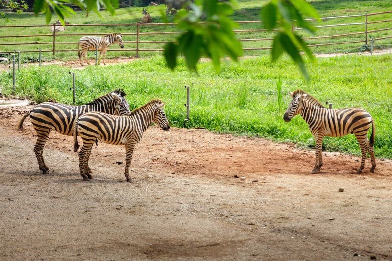 Zebras in the zoo aviary stock photo. Image of aviary - 176716344