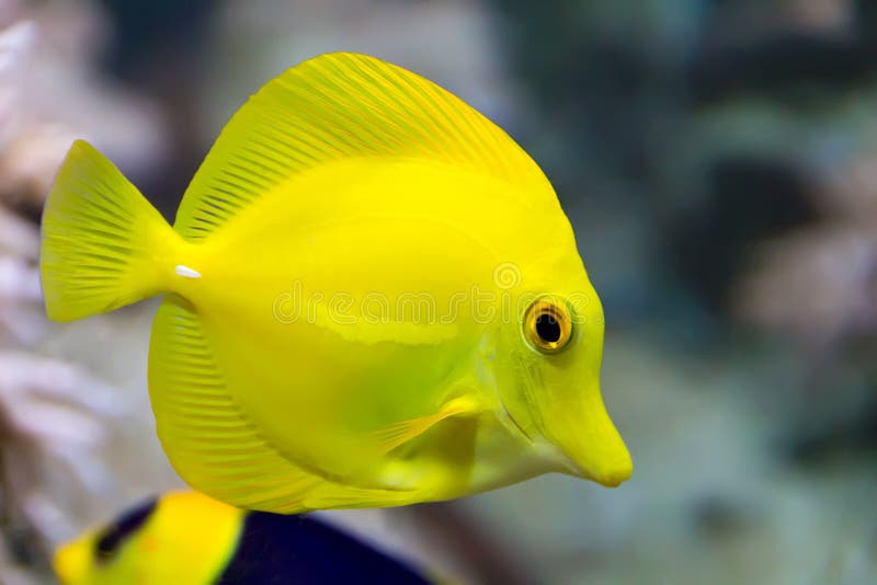 Zebrasoma yellow tang fish stock photo. Image of fish - 41867814