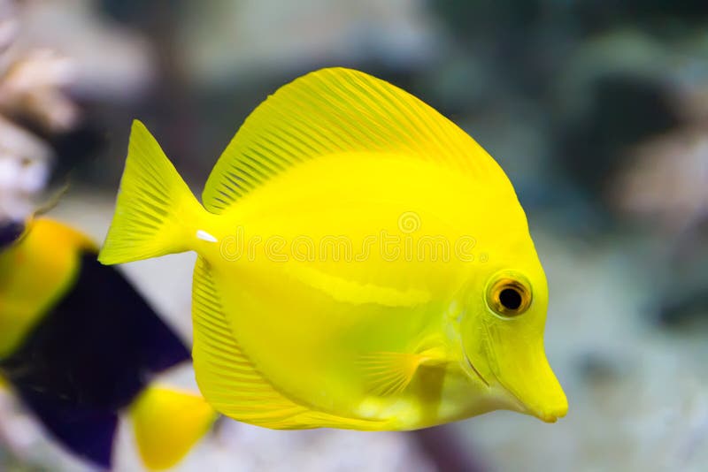Zebrasoma yellow tang fish stock photo. Image of dendrochirus - 43572726