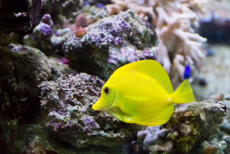 Zebrasoma yellow tang fish stock photo. Image of margaritophorus - 45343130