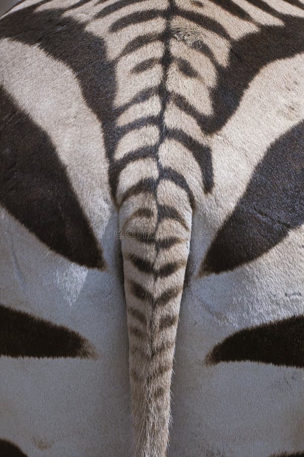 Zebrass Picture. Image: 1111505