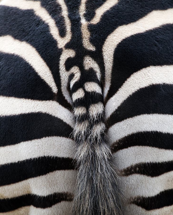 Zebrastengel stockbild. Bild von streifen, pferd, afrikanisch - 38425269