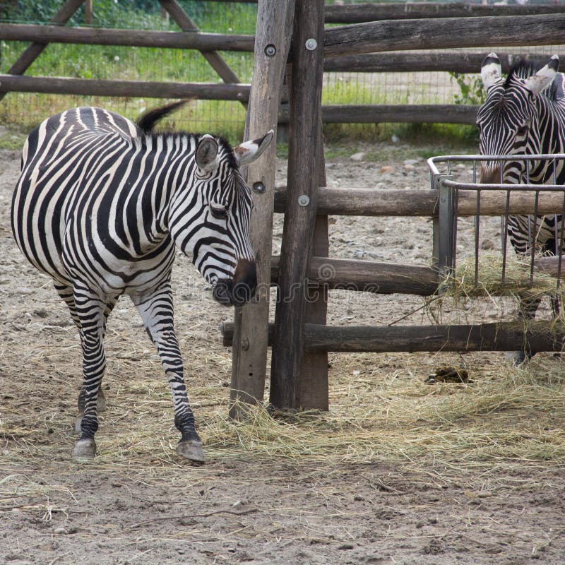 Zebre fotografia stock. Immagine di uccelli, bontà, scheda - 78999900