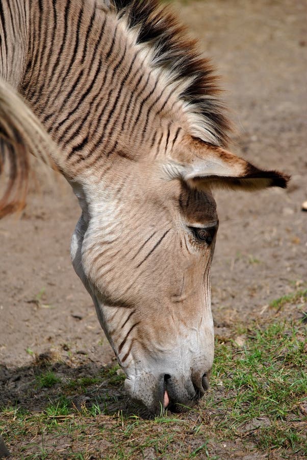 Zebroid a zebra donkey stock photo. Image of stripy, equine - 80440774