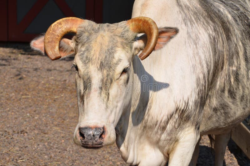 Zebu stock photo. Image of horns, stare, looks, peers - 21731966