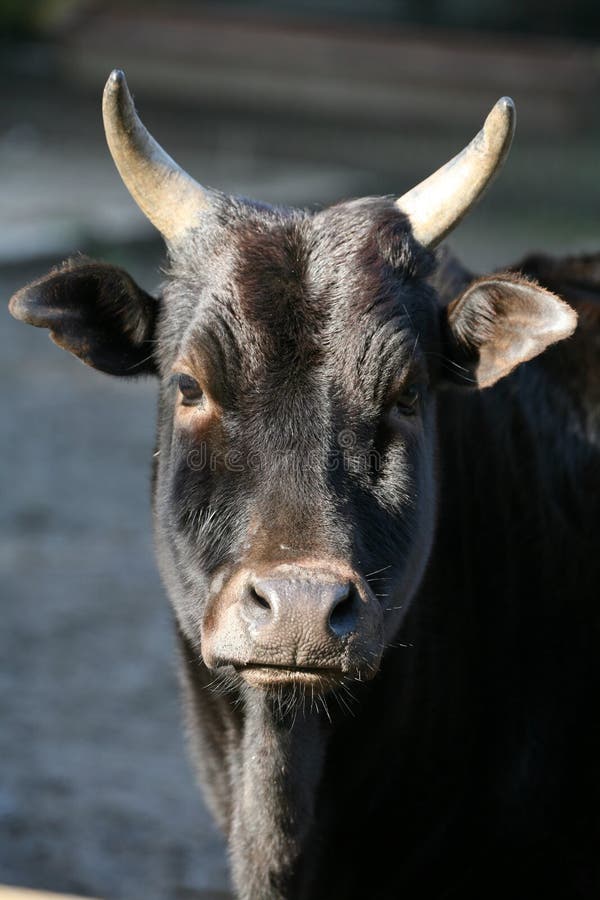 Zebu stock image. Image of utilizable, taurus, breeding - 2690187