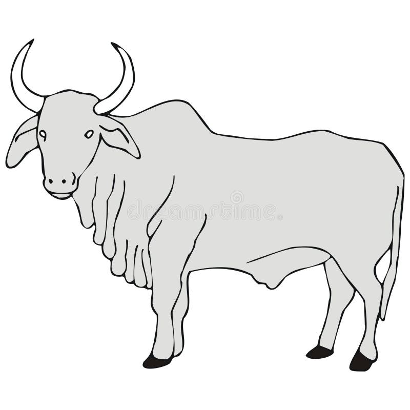 Zebu stock vector. Illustration of farm, indicus, bovine - 3206722