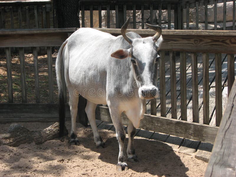 Zebu (Indian Humped Ox) is Laying on the Beach Stock Photo - Image of ...