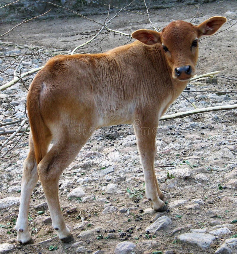 Zebu (Bos taurus indicus) stock image. Image of cattle - 269425165