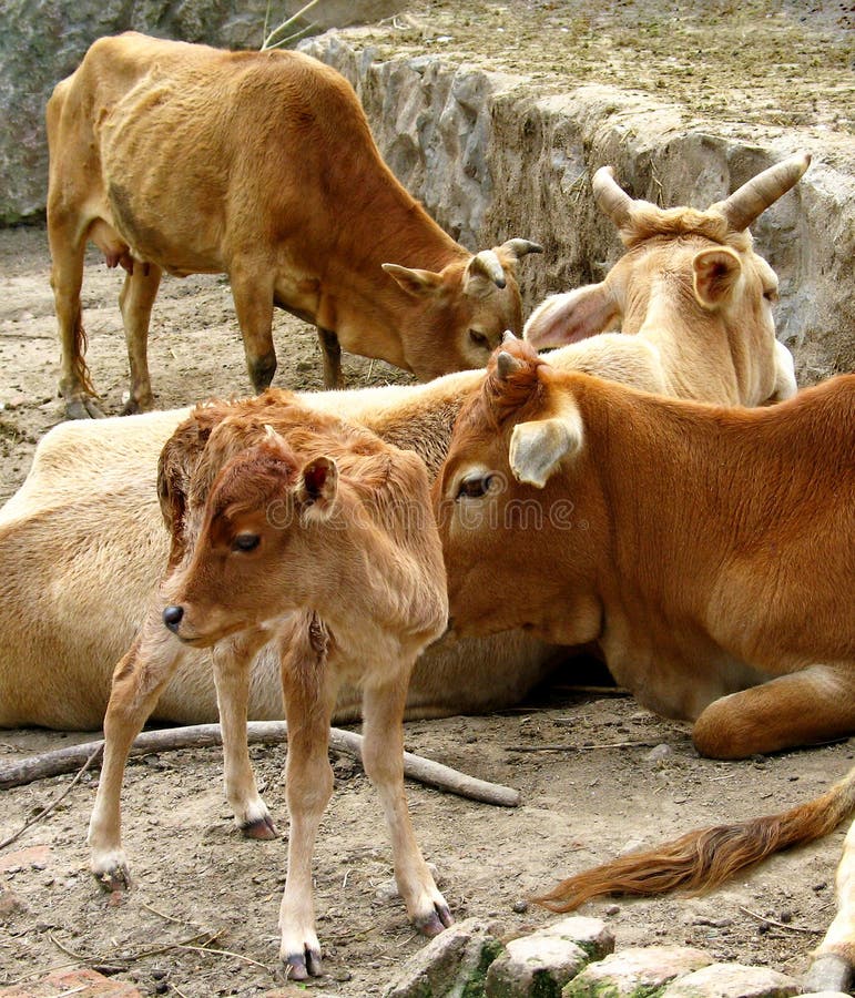 Zebu (Bos taurus indicus) stock photo. Image of pets - 269425024