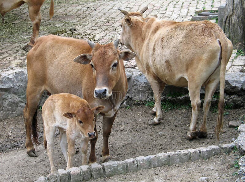Zebu (Bos taurus indicus) stock photo. Image of mother - 269425076