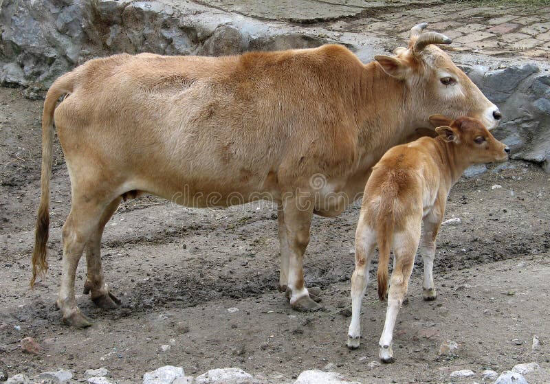 Zebu (Bos taurus indicus) stock image. Image of indicus - 269425117