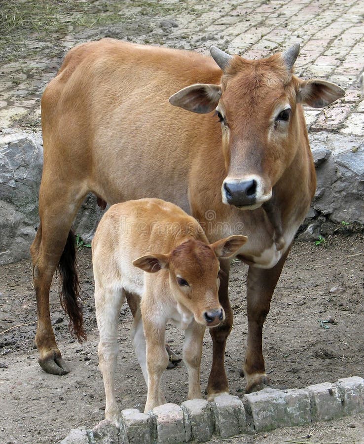 Zebu (Bos taurus indicus) stock image. Image of indicus - 269425135