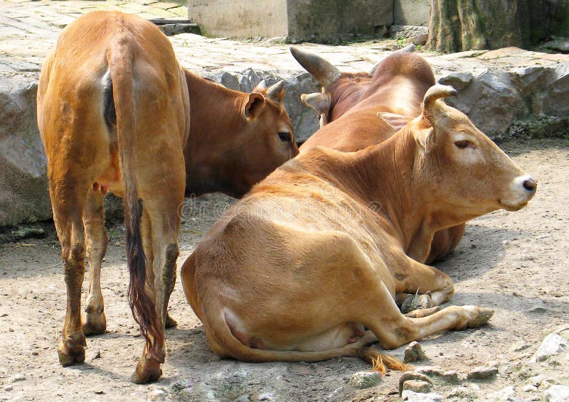 Zebu (Bos taurus indicus) stock image. Image of zebu - 269424969