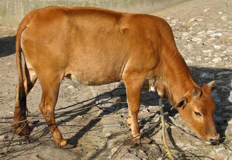 Zebu (Bos taurus indicus) stock photo. Image of cattle - 269424996