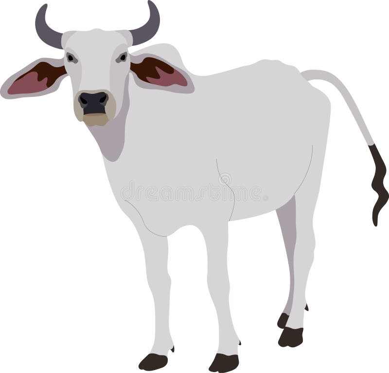 Zebu bull. Brahman cattle stock vector. Illustration of cattle - 260712052