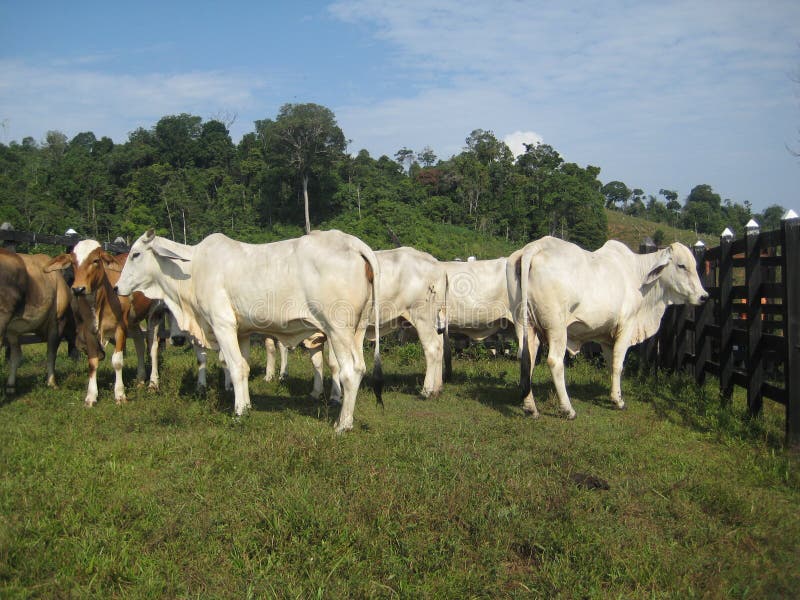 Zebu cattle stock photo. Image of meat, colombia, hunchback - 79337072