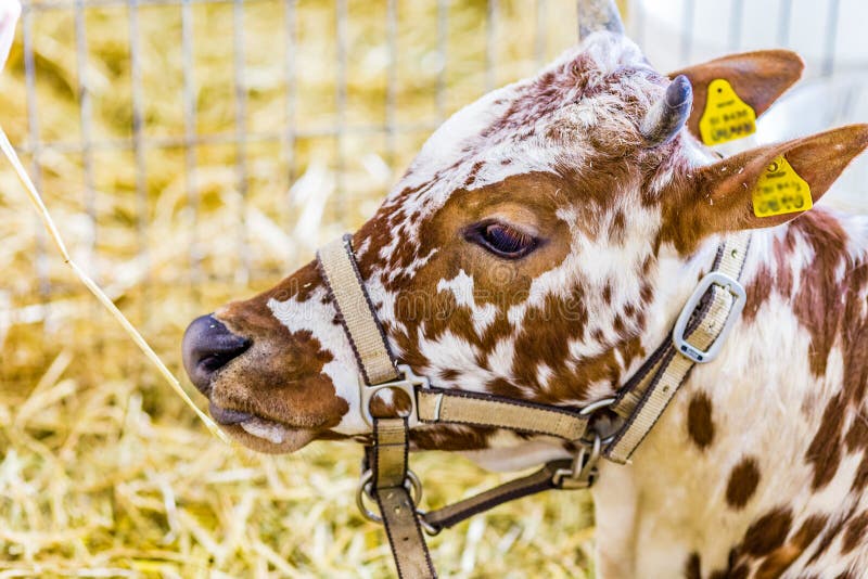 Zebu cow stock image. Image of cattle, veal, animal, domestic - 69916079