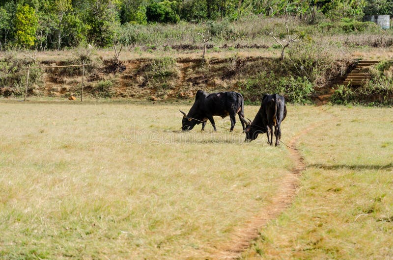 Zebu grazing in Madagascar stock photo. Image of forest - 49499890