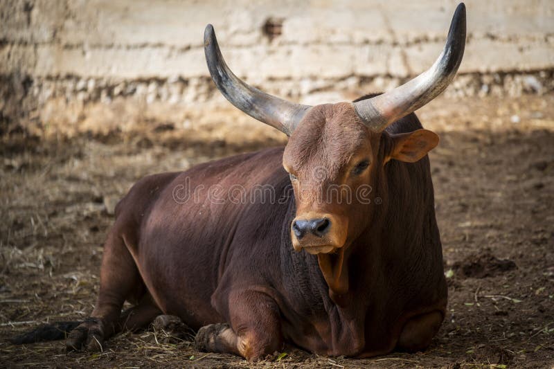 Zebu on Lying Pn the Ground in Close-up Stock Image - Image of muddy ...