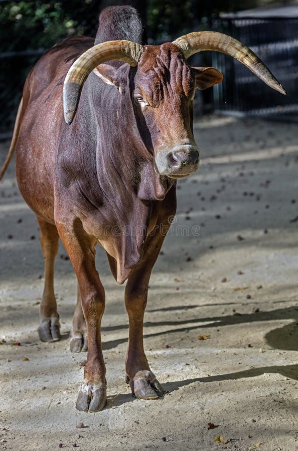 Zebu bull resting isolated stock photo. Image of laying - 105072578