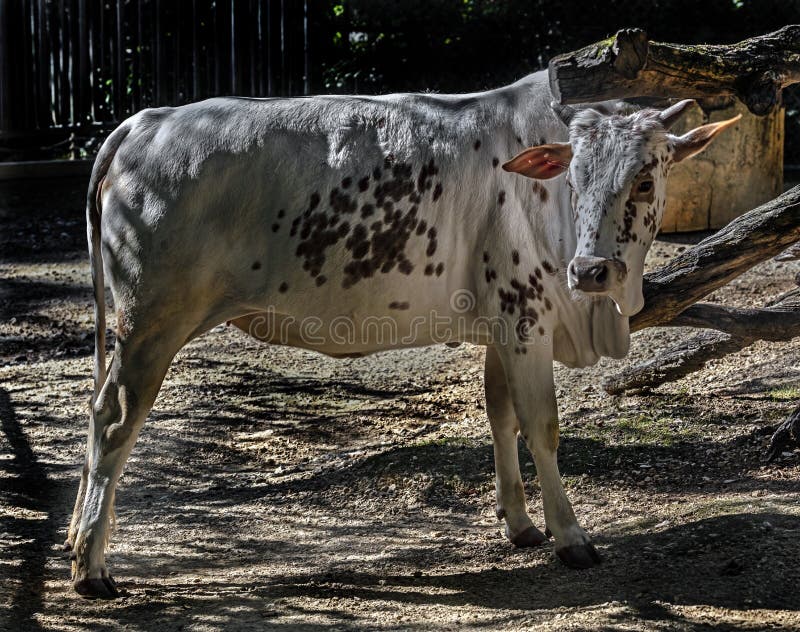 Zebu nano cow 12 stock photo. Image of horn, enclosure - 264156144