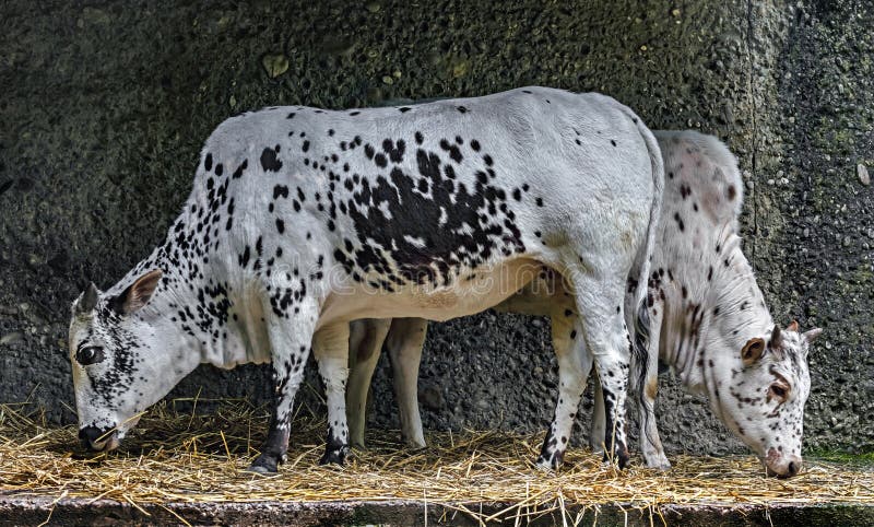 Zebu Nano Cows Near the Wall Stock Image - Image of ecology, horn ...