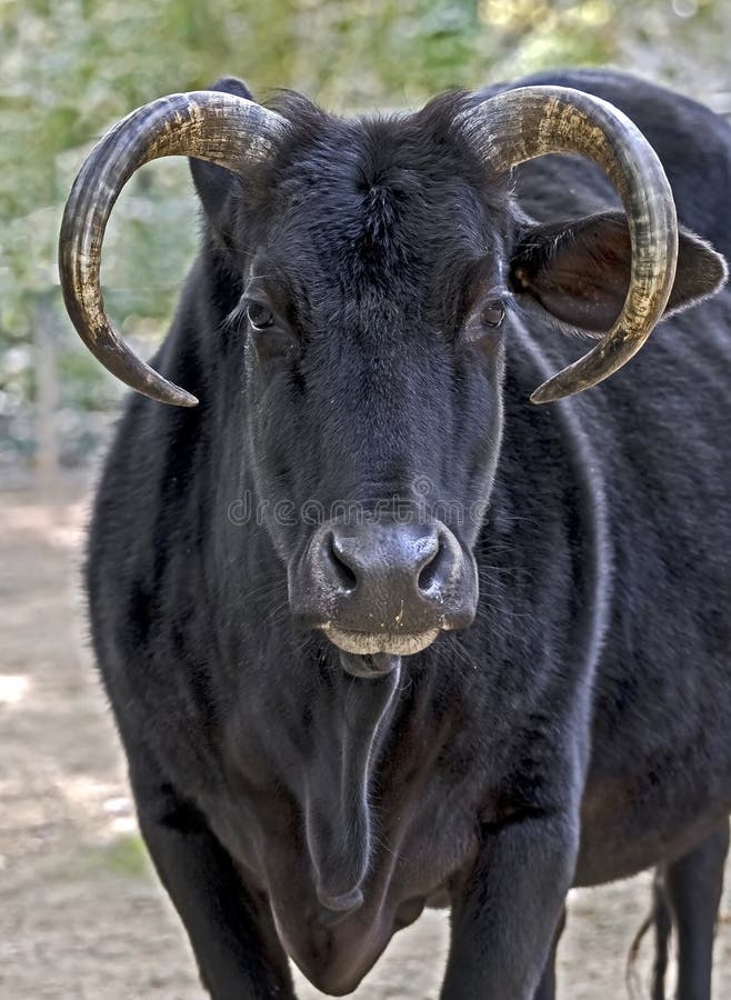 Zebu nano 5 stock photo. Image of nature, bull, ruminant - 63982232