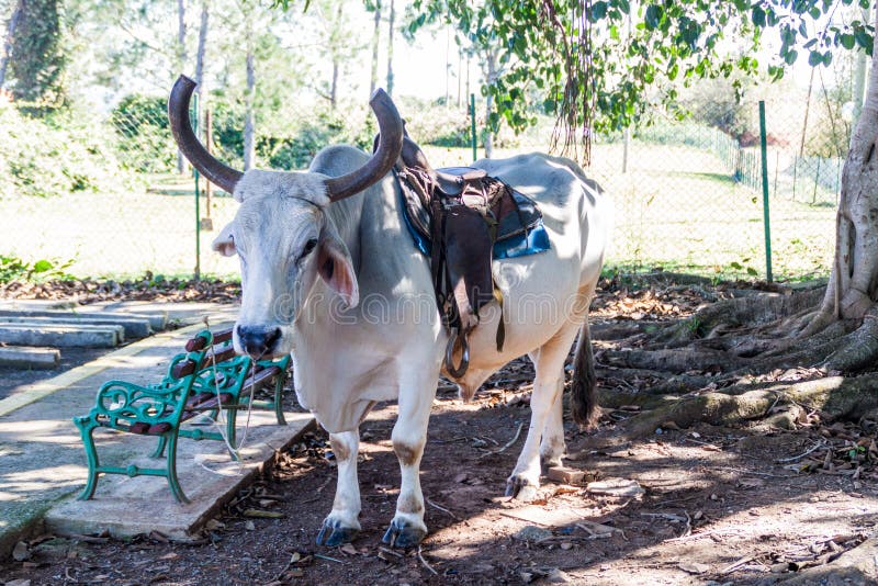 Zebu with a Saddle is Waiting for Tourists in Vinales Valley, Cub Stock ...