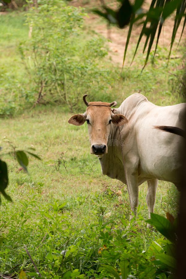 Forest Zebu stockbild. Bild von tier, landwirtschaftlich - 53083909