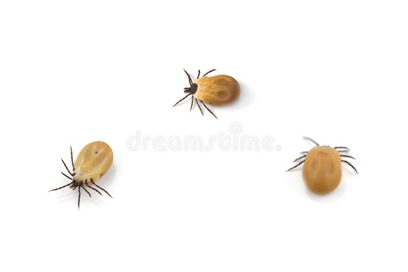 Zecke - Warnzeichen vektor abbildung. Illustration von ikone - 40769539