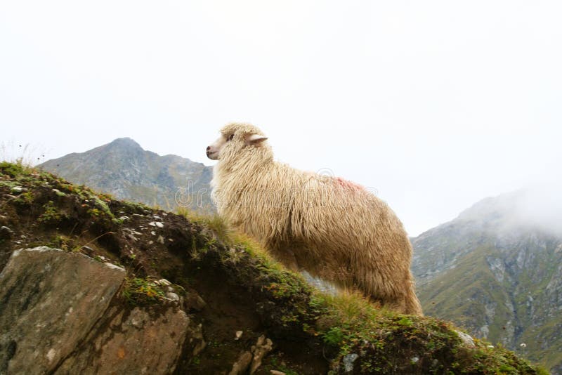Zeckel sheep stock photo. Image of outdoors, ruminant - 10992788