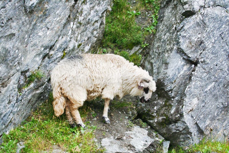 Zeckel sheep stock image. Image of breed, animal, rocks - 10992821